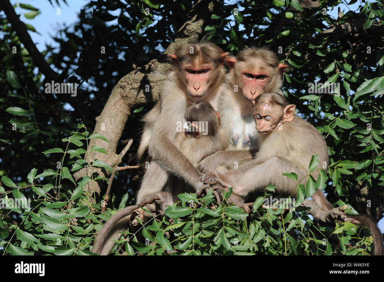 A family of four monkeys on a tree Stock Photo - Alamy