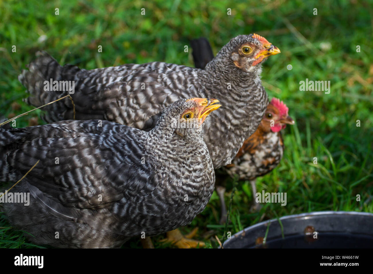 Amrock hybrid chicken drinking water Stock Photo - Alamy