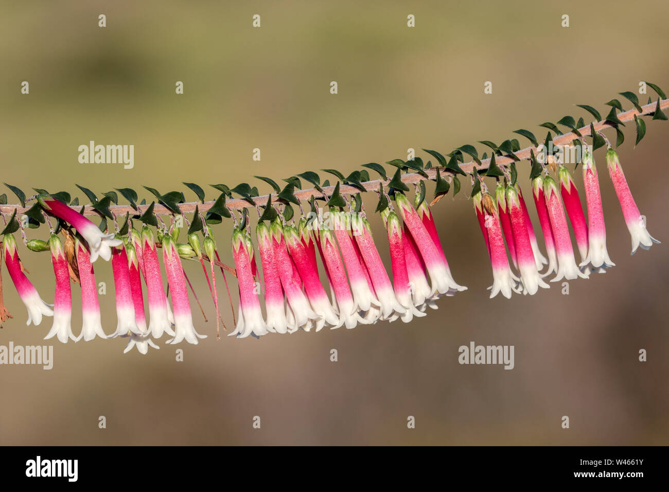 Longiflora hi-res stock photography and images - Alamy
