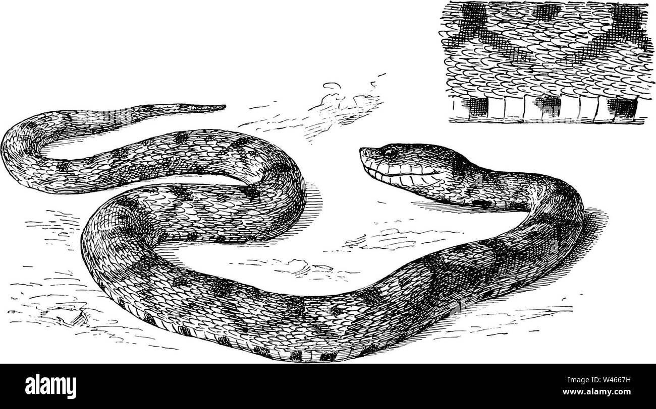 Copperhead Black and White Stock Photos & Images - Alamy