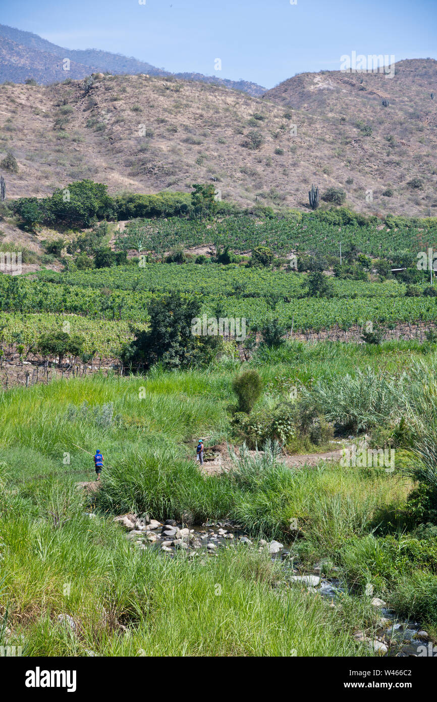 Huamachuco to Cajamarca,Northern Peru Highlands,Flowering Hillsides ...