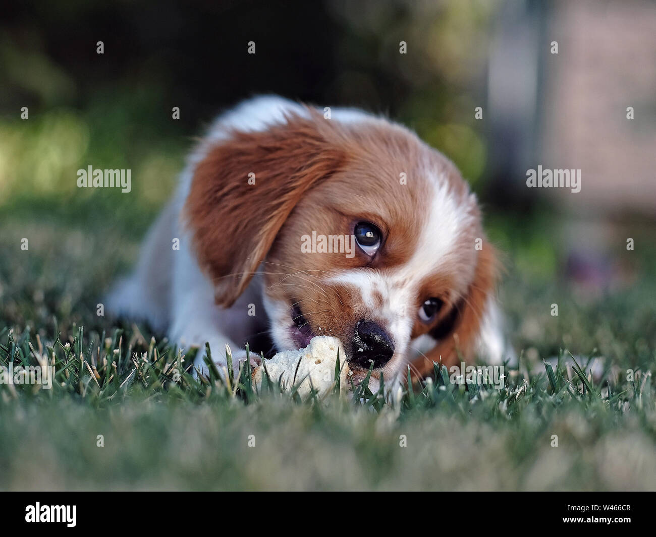 Perro puppy hi-res stock photography and images - Alamy