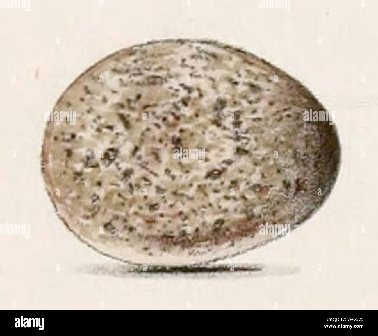 Copsychus albospecularis egg 1863 Stock Photo - Alamy