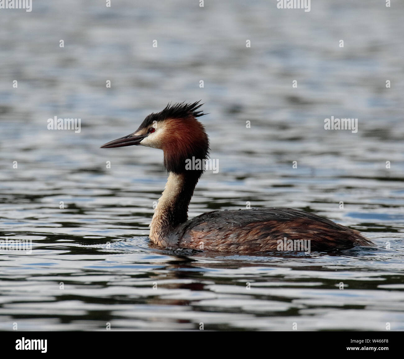 Great Crested Grebe Stock Photo - Alamy