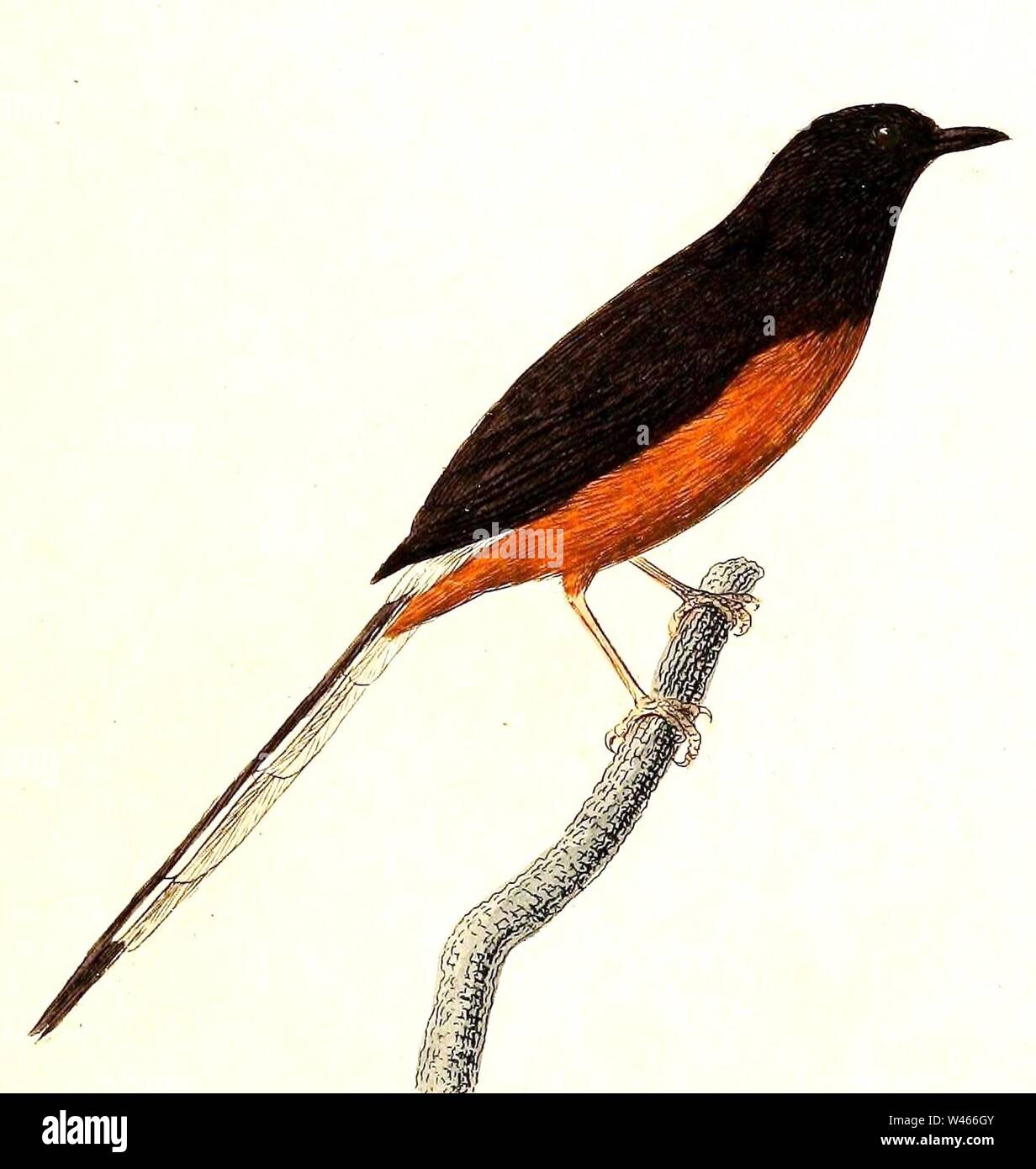 Copsychus malabaricus 1832 Stock Photo - Alamy