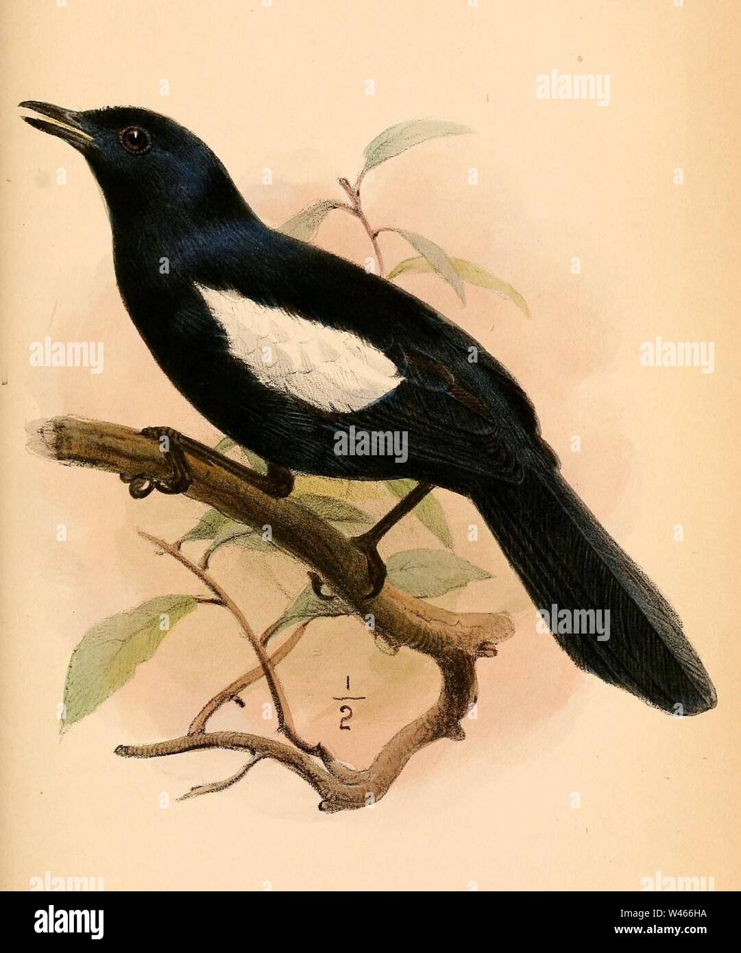 Copsychus sechellarum hi-res stock photography and images - Alamy