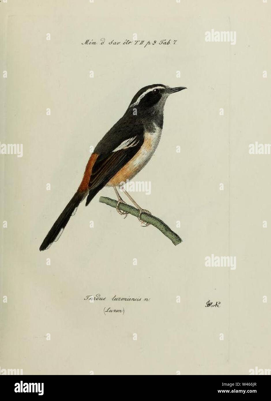 Copsychus luzoniensis hi-res stock photography and images - Alamy