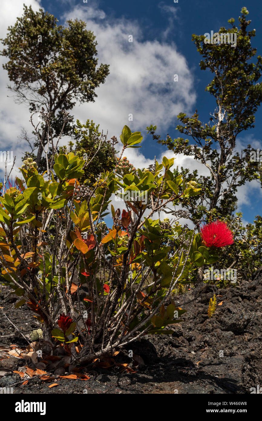 Ohia lehua blossom hi-res stock photography and images - Alamy