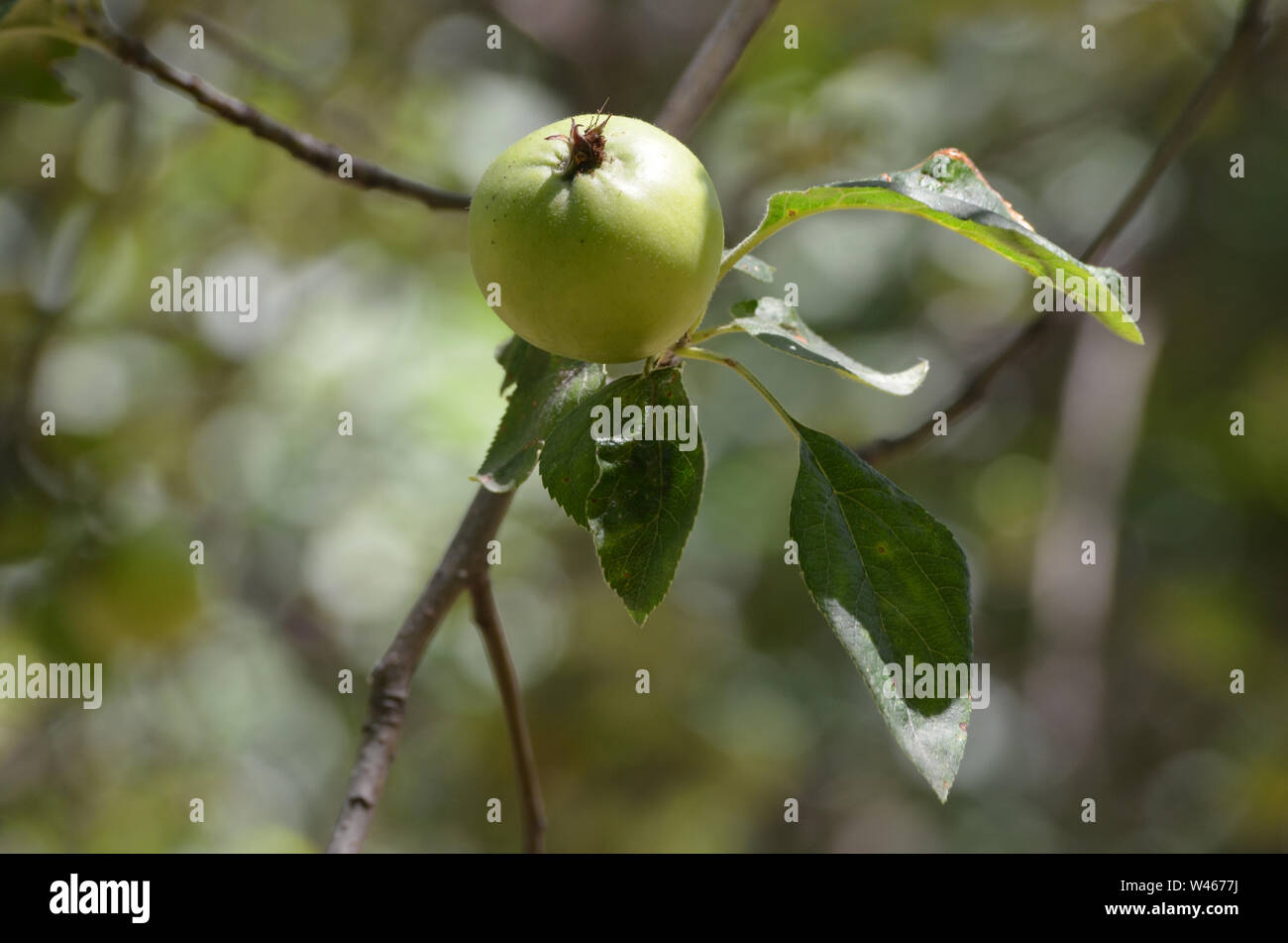 Local apple varieties in Nuratau mountains, Uzbekistan Stock Photo - Alamy