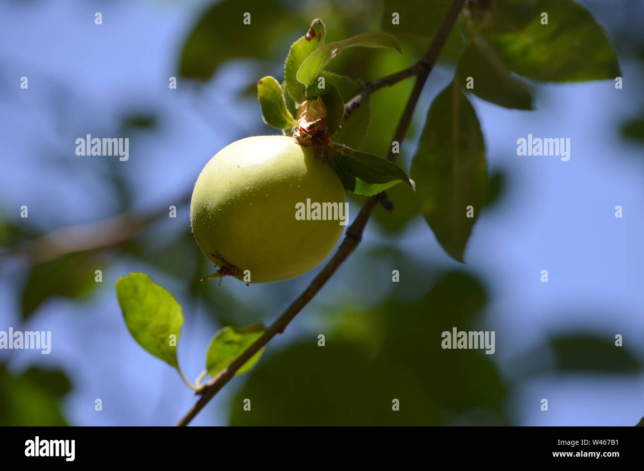 Local apple varieties in Nuratau mountains, Uzbekistan Stock Photo - Alamy
