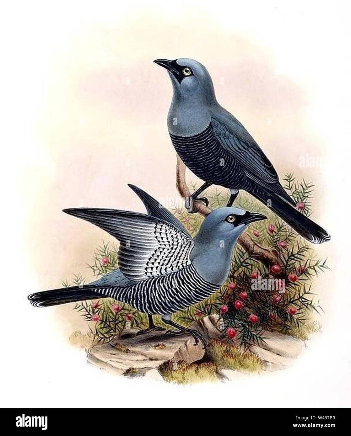 Coracina lineata hi-res stock photography and images - Alamy