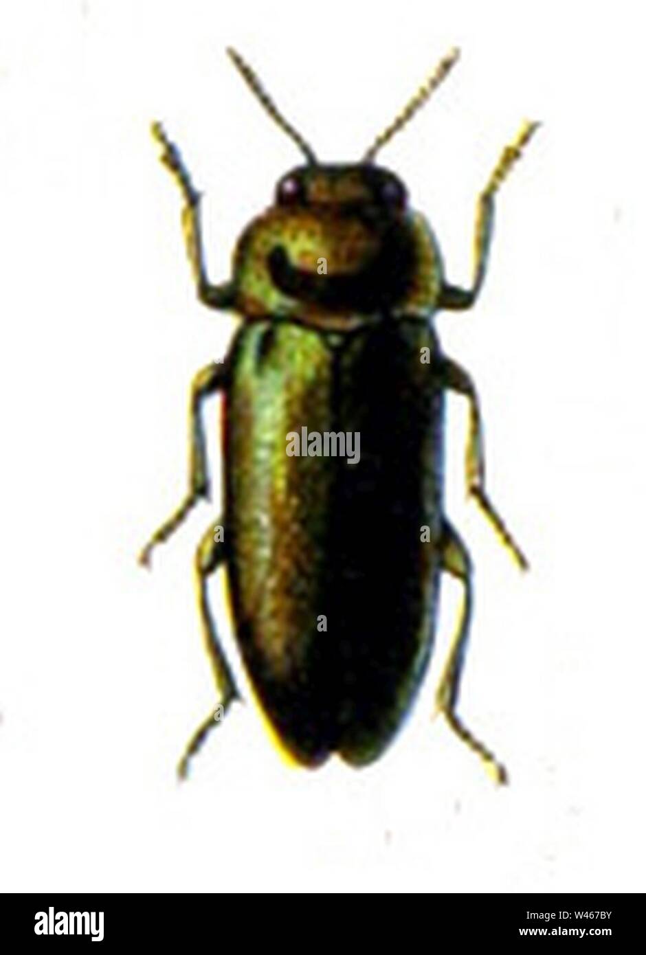 Coraebus hi-res stock photography and images - Alamy