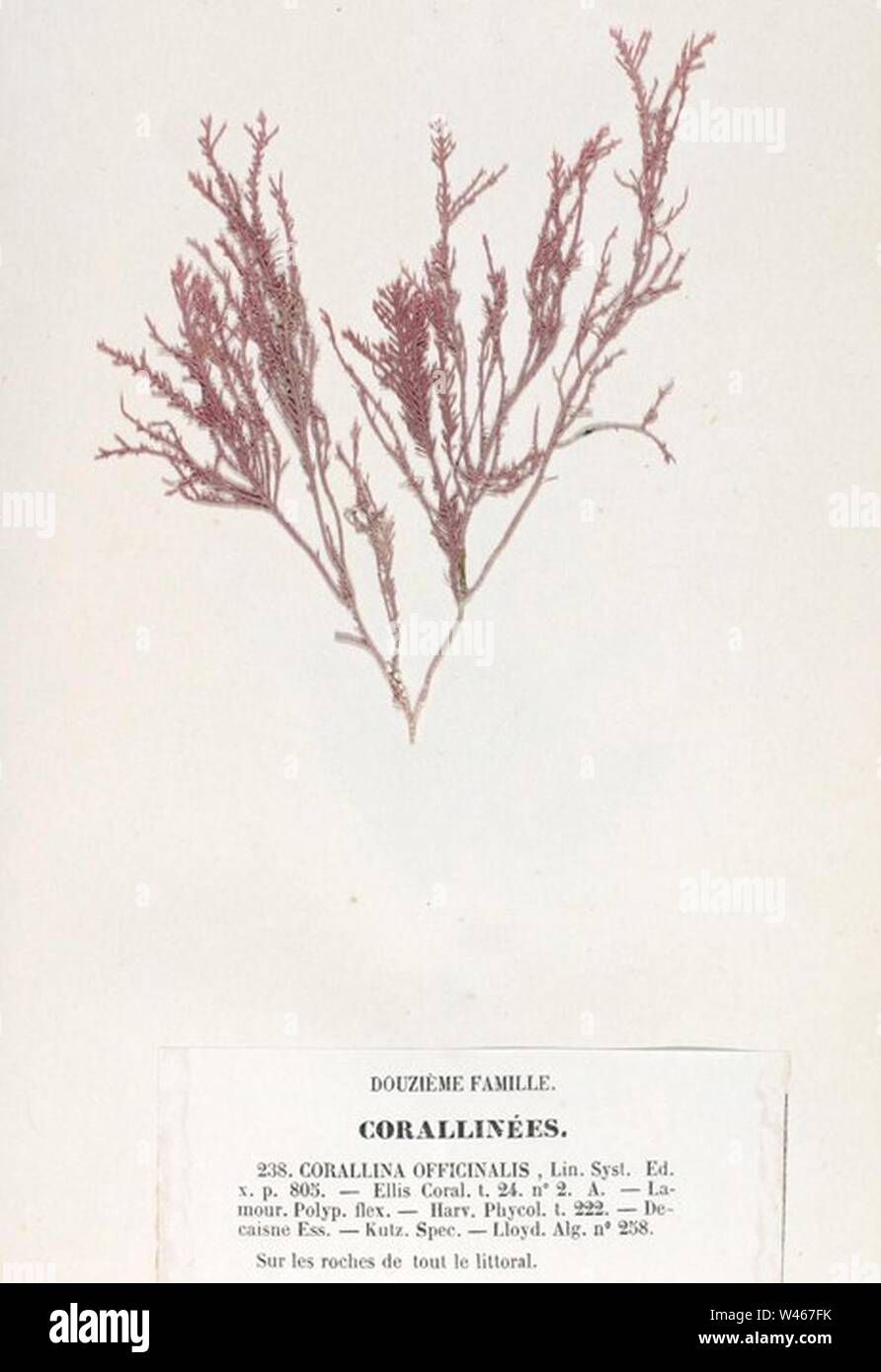 Corallina officinalis hi-res stock photography and images - Alamy