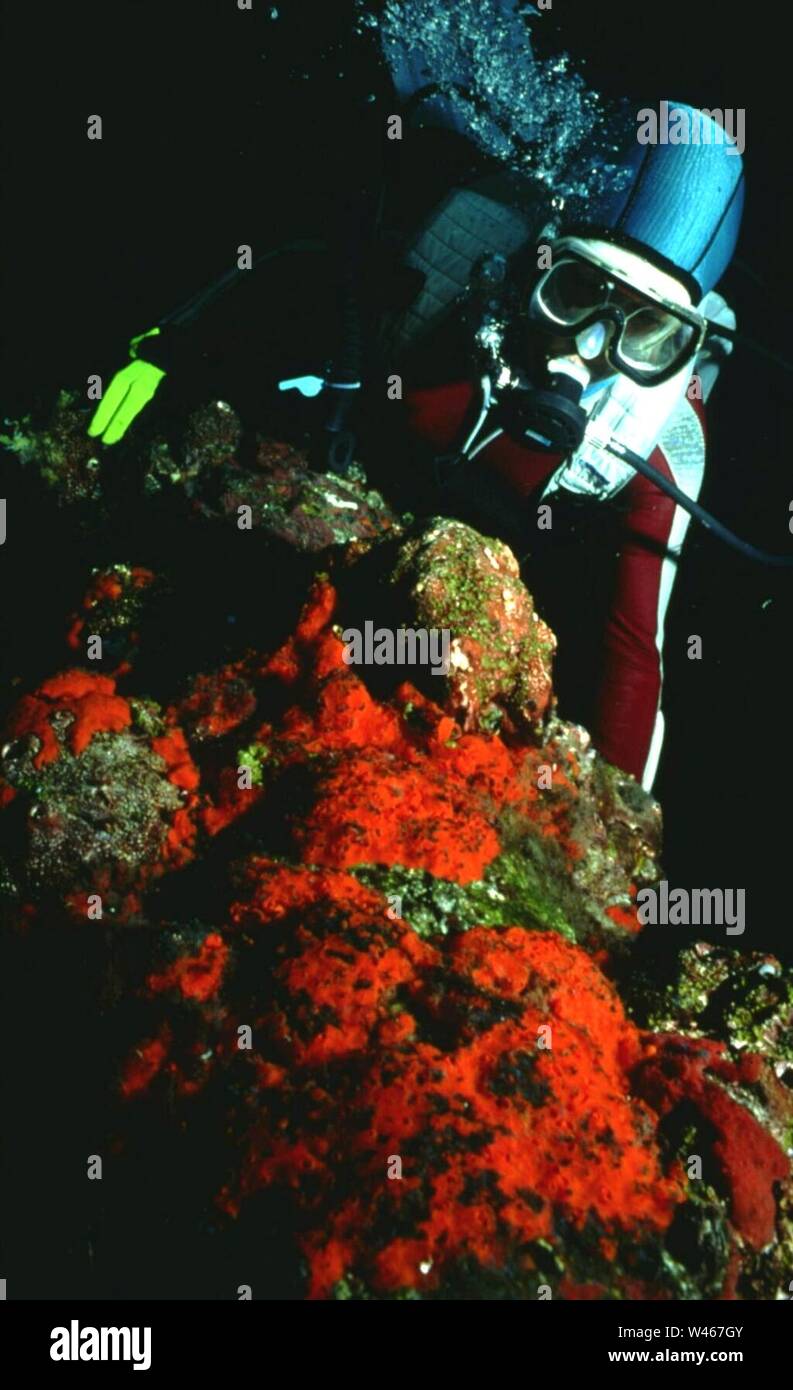Coral on oil platform leg Stock Photo - Alamy