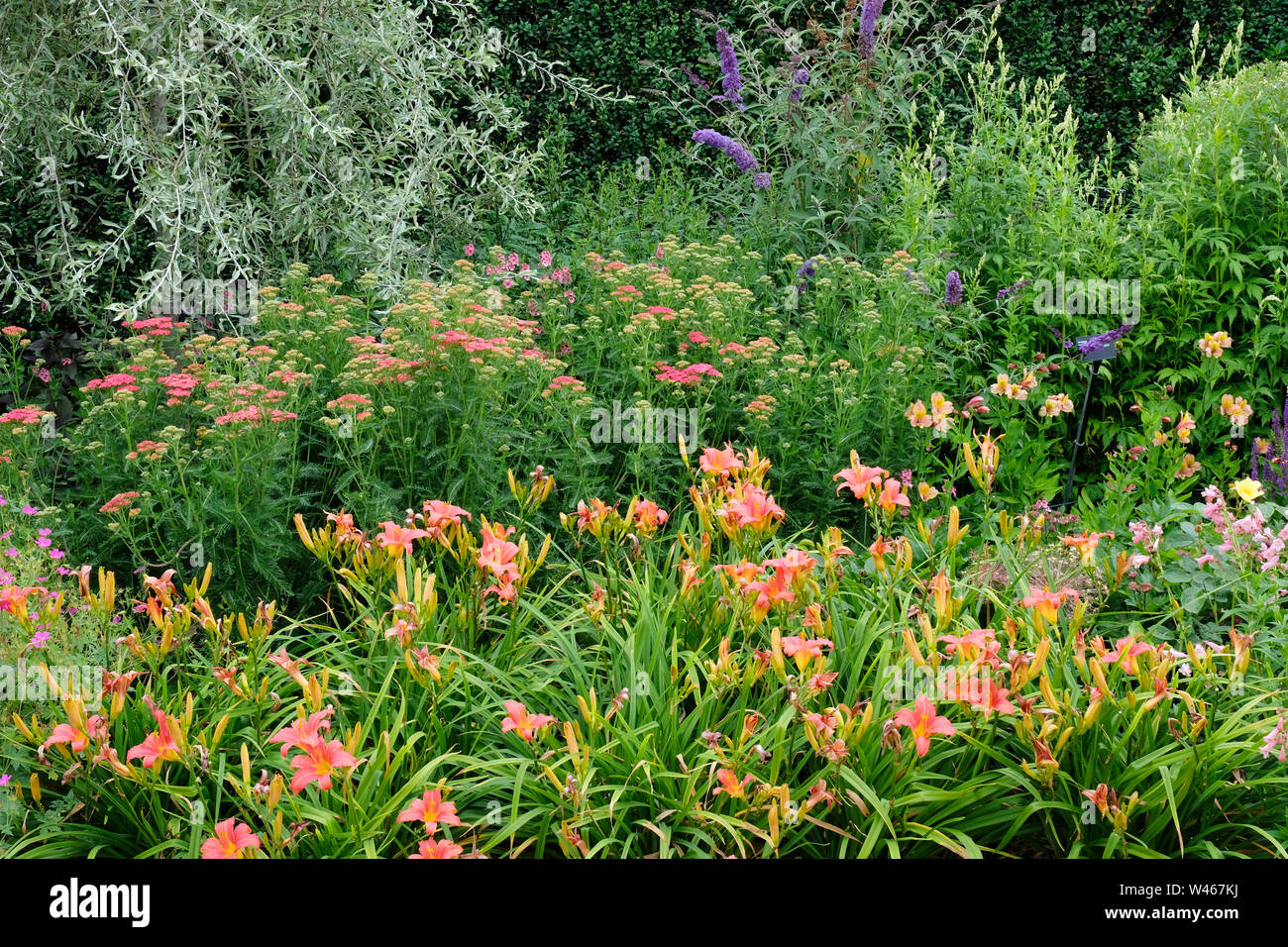 Daylily Border High Resolution Stock Photography and Images - Alamy