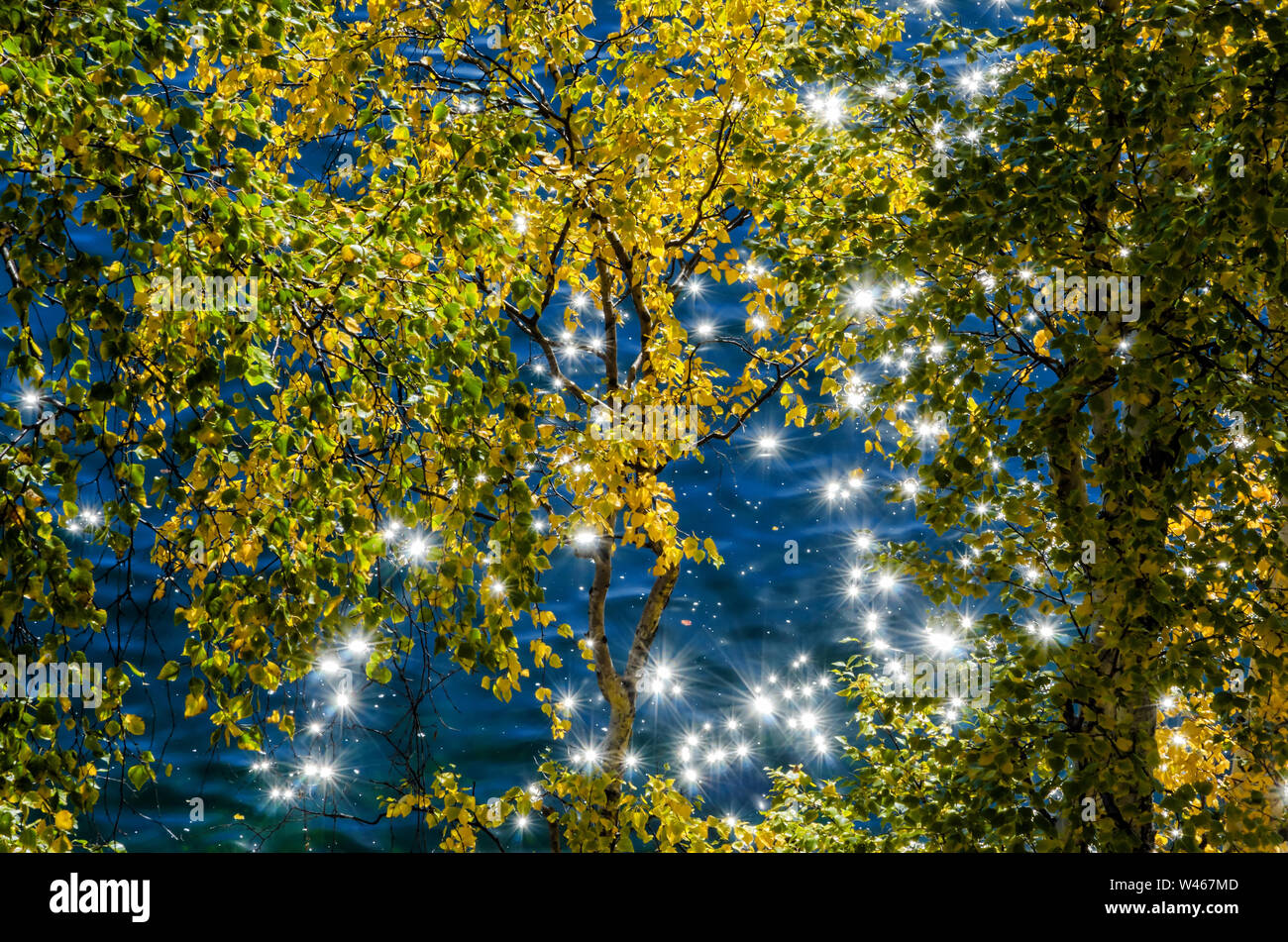 Light reflecting off leaves hi-res stock photography and images - Alamy