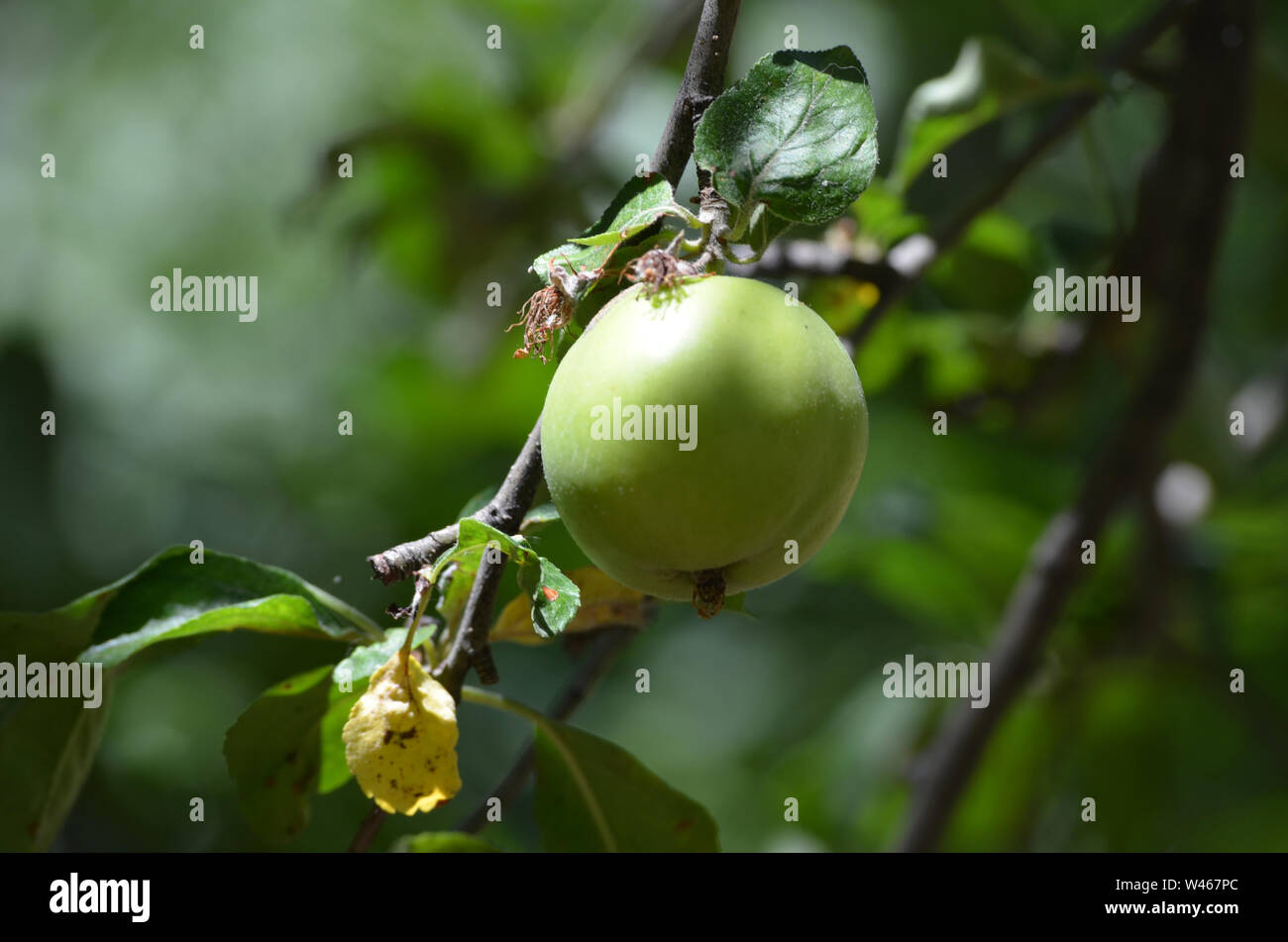 Local apple varieties in Nuratau mountains, Uzbekistan Stock Photo - Alamy