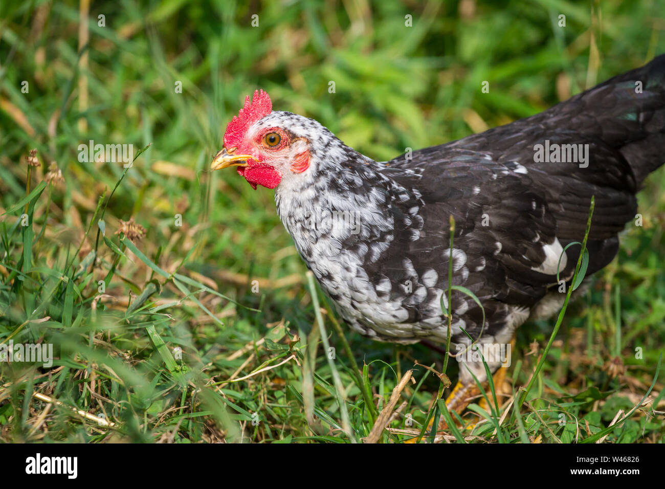 Young rooster of the breed Stoapiperl / Steinhendl, a critically ...