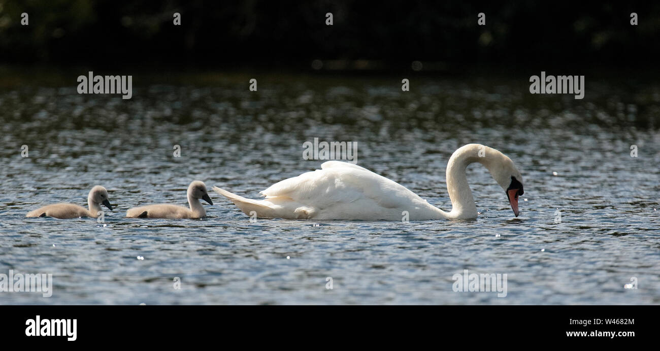 Irish swans swan hi-res stock photography and images - Alamy