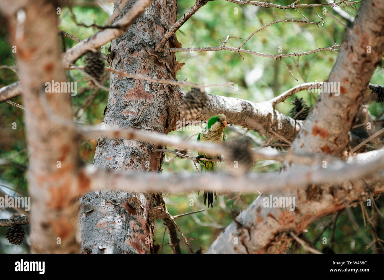 Park santa ponsa mallorca hi-res stock photography and images - Alamy