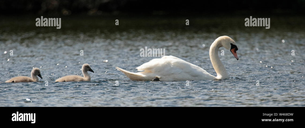 Irish swans swan hi-res stock photography and images - Alamy
