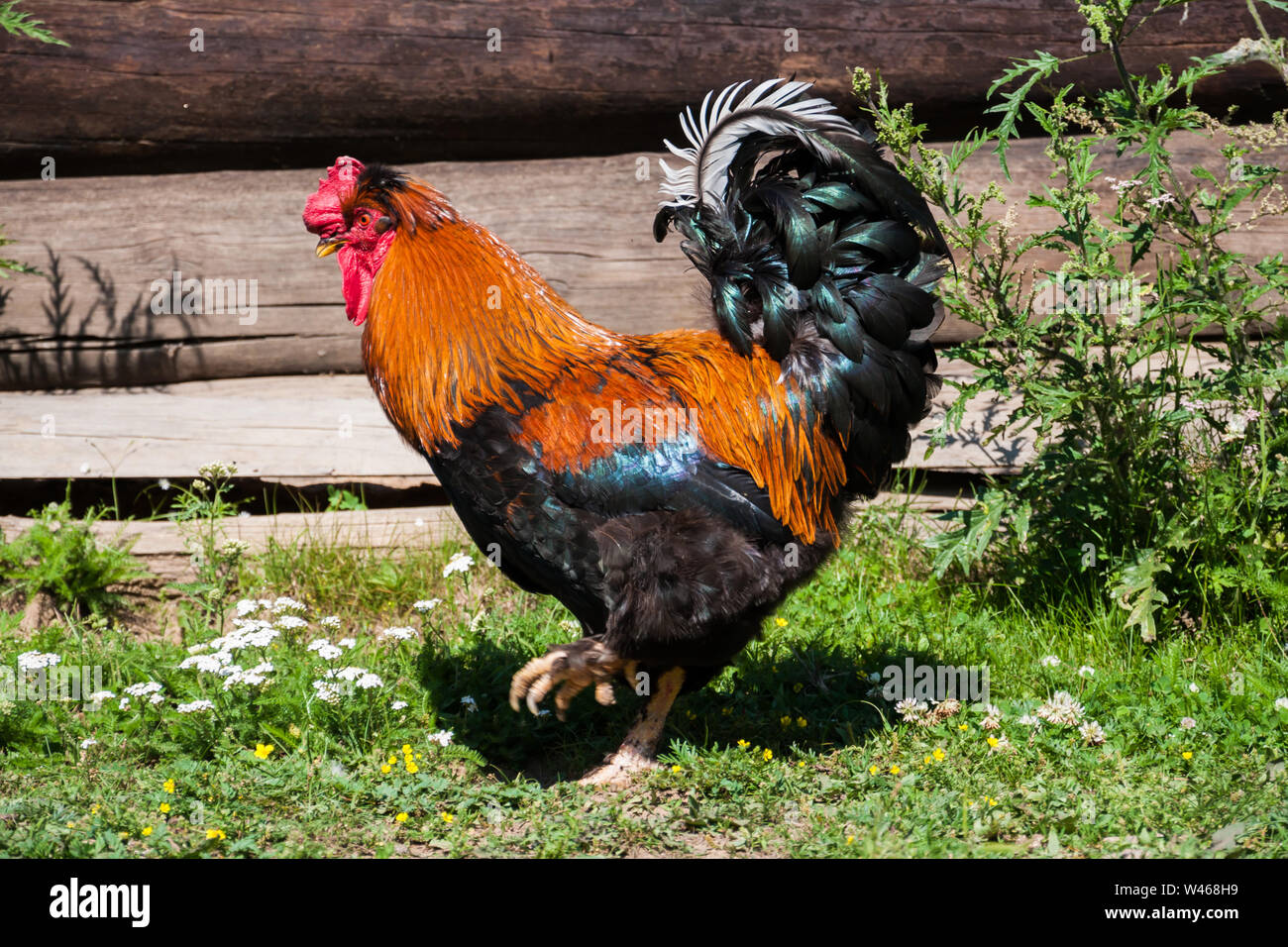 colorful rooster on green nature background Stock Photo - Alamy