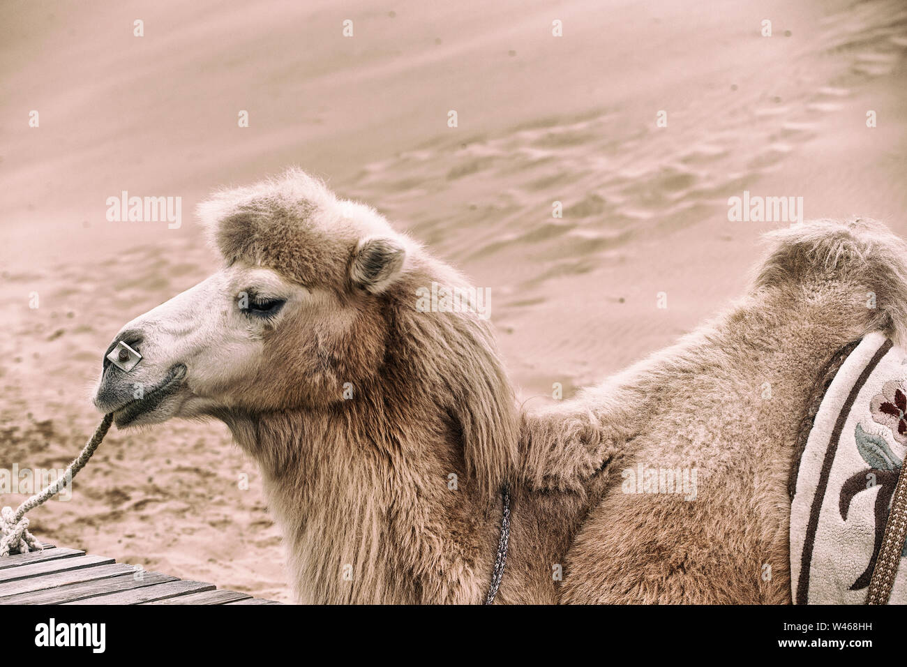 camel in the taklamakan desert, china Stock Photo - Alamy