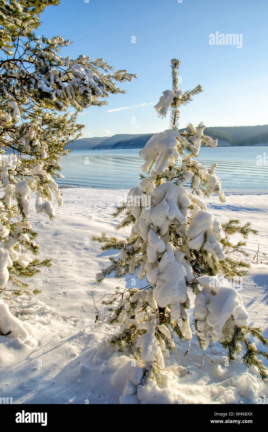 Christmas background with snowy fir trees Stock Photo - Alamy