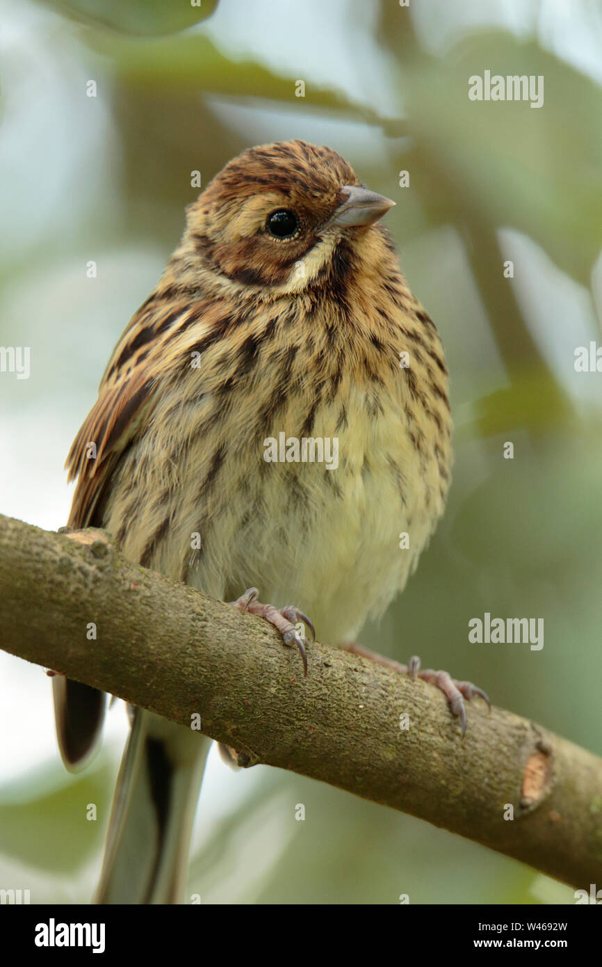 Female Reed Bunting Stock Photo - Alamy