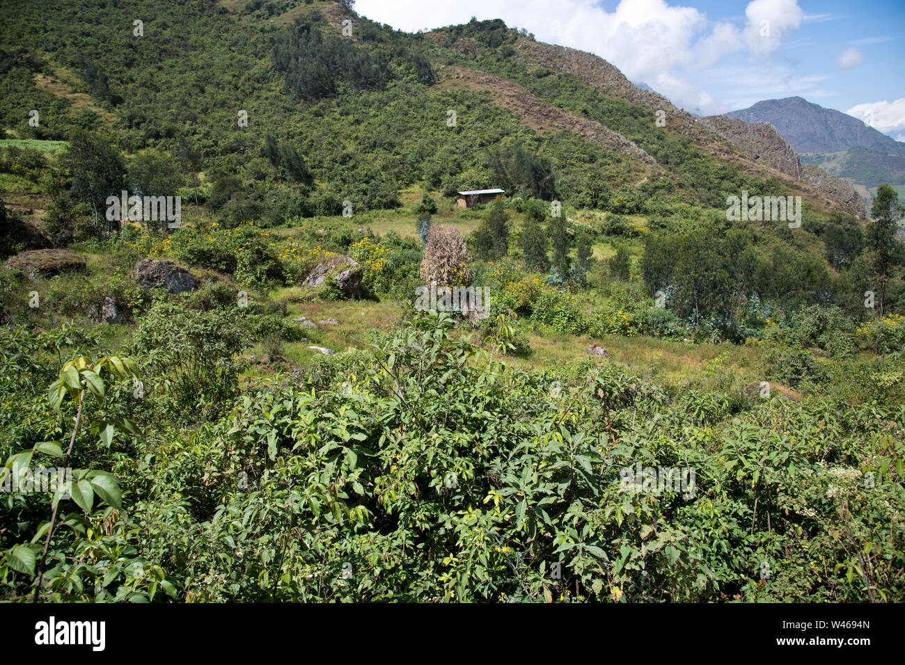 Huamachuco to Cajamarca,Northern Peru Highlands,Flowering Hillsides ...