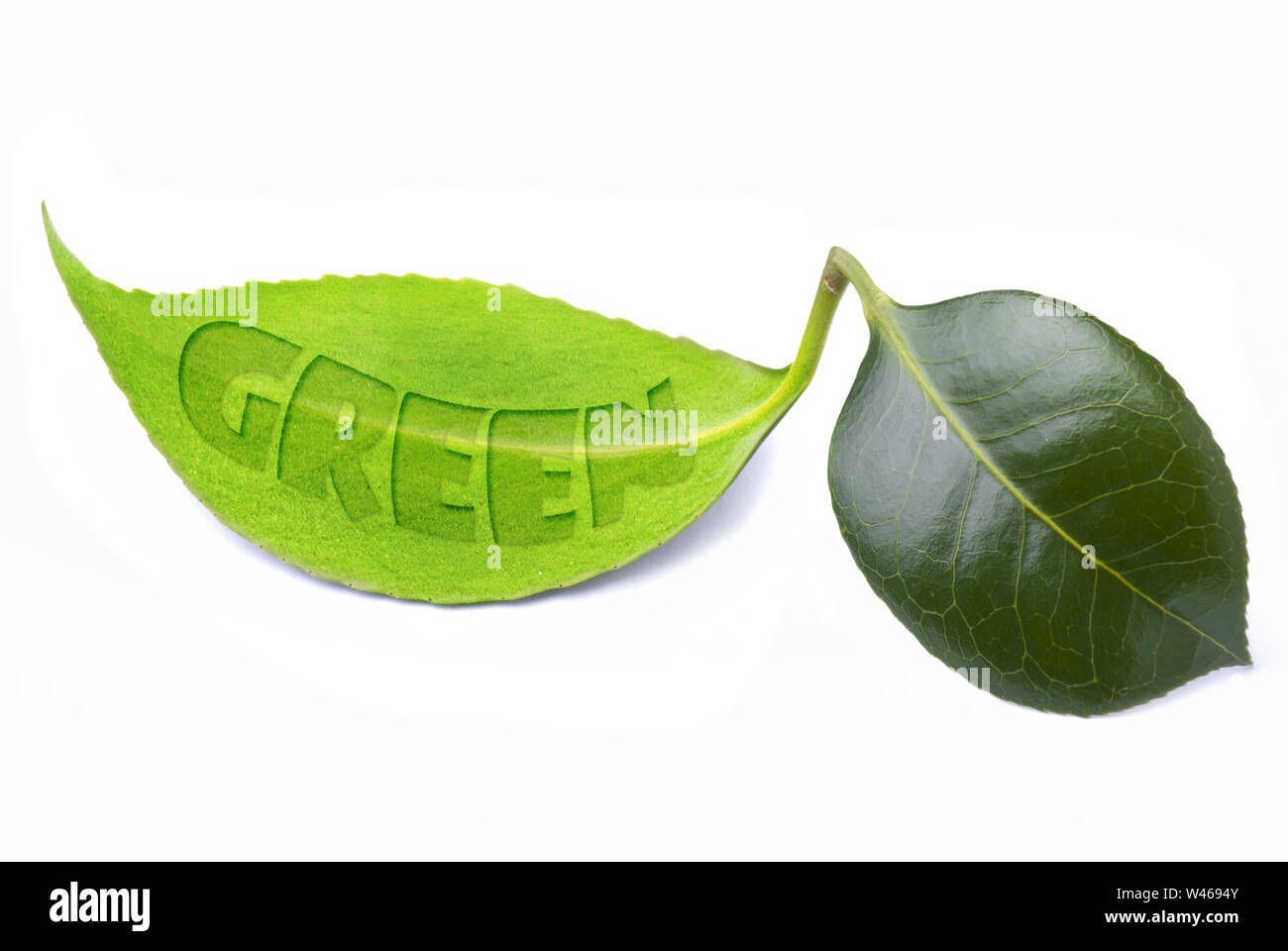 green leaf, conceptual illustration of an ecological nature and ...