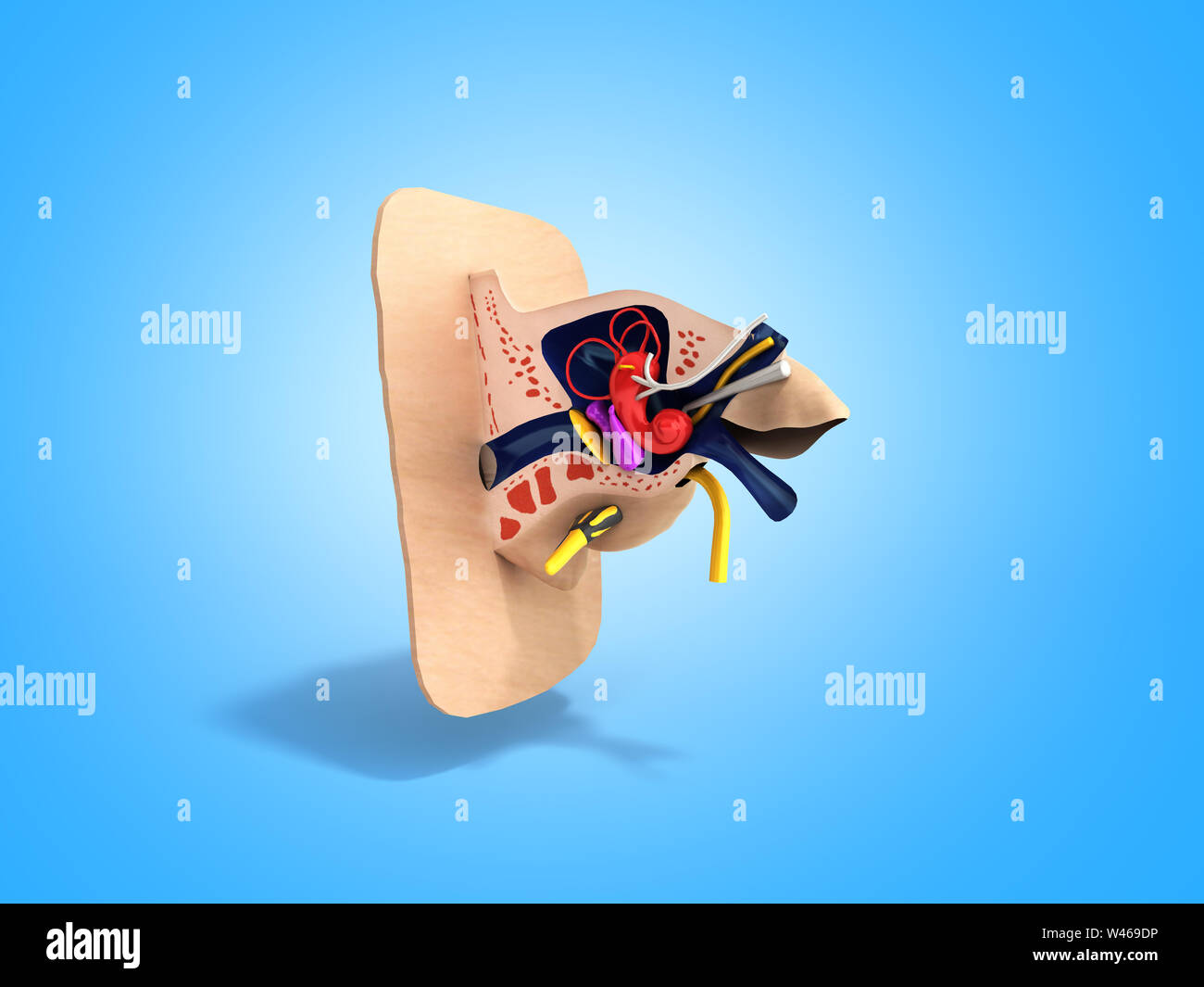 Human ear structure medical educational science 3d rendrer illustration ...