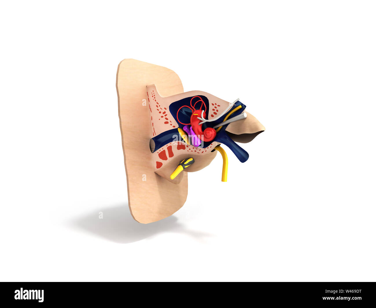 Human ear structure medical educational science 3d rendrer illustration ...