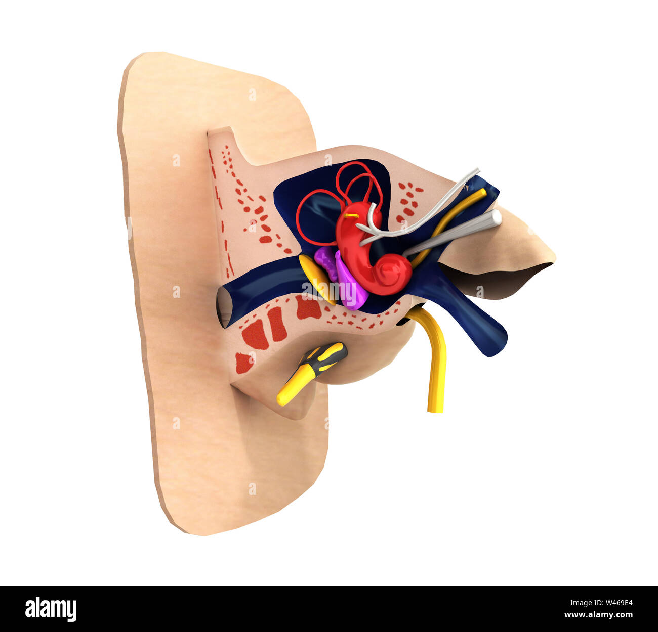 Human ear structure medical educational science 3d rendrer illustration ...