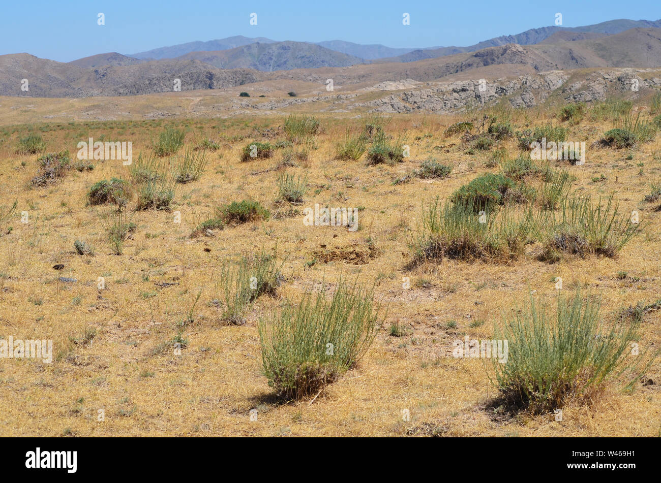 Mountain steppe, Nuratau-Kyzylkum Biosphere Reserve, Central Uzbekistan ...