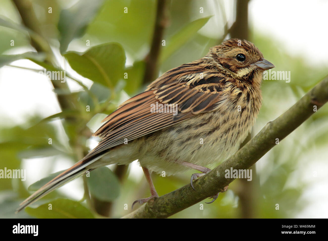 Female Reed Bunting Stock Photo - Alamy