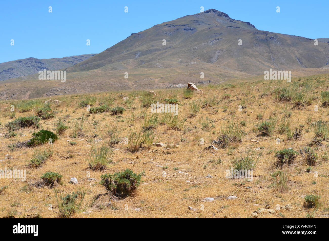 Mountain steppe, Nuratau-Kyzylkum Biosphere Reserve, Central Uzbekistan ...