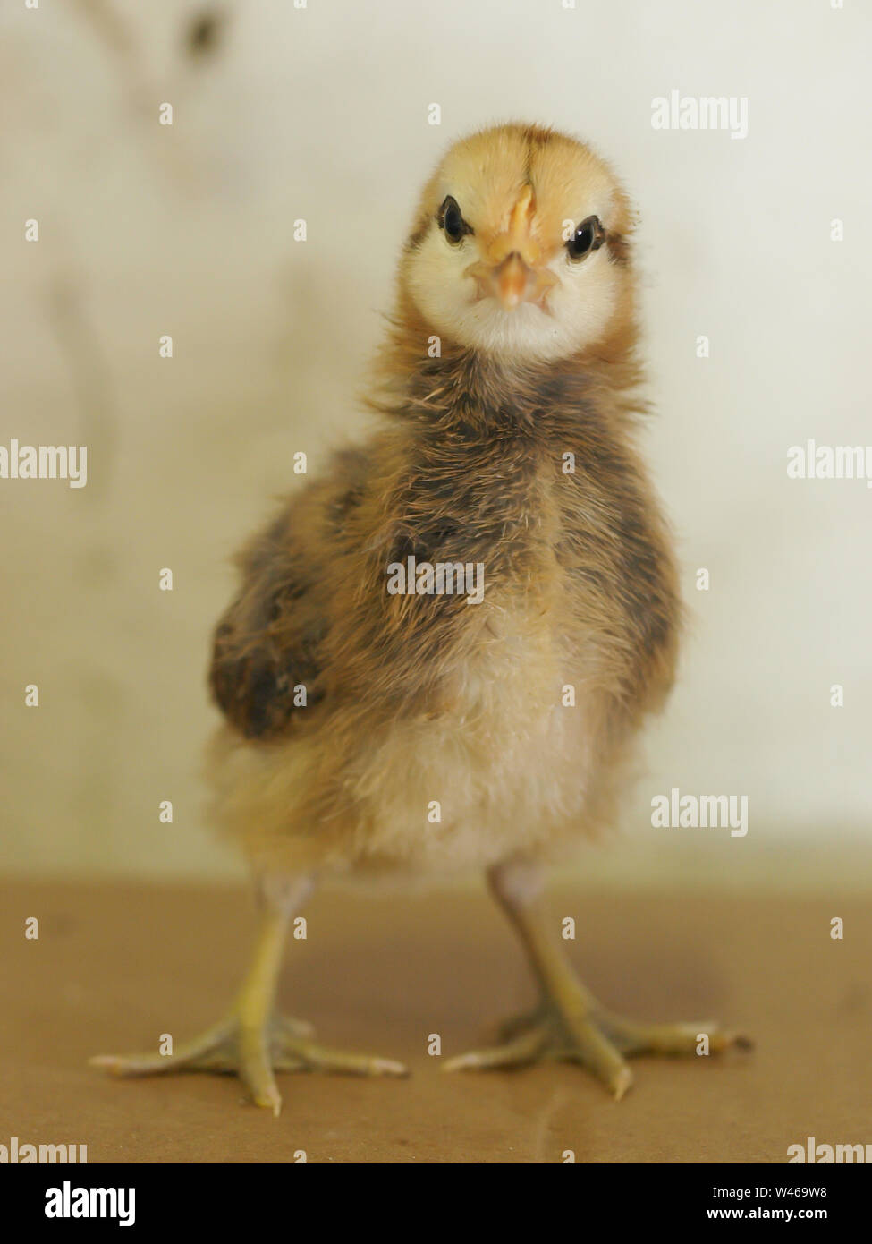 A new born cute rare breed chick Stock Photo - Alamy