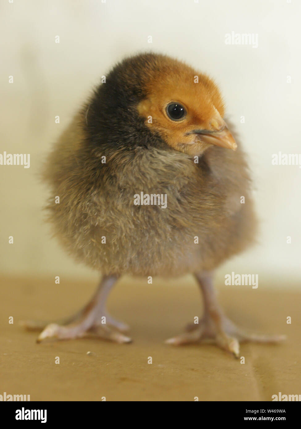 A new born cute rare breed chick Stock Photo - Alamy