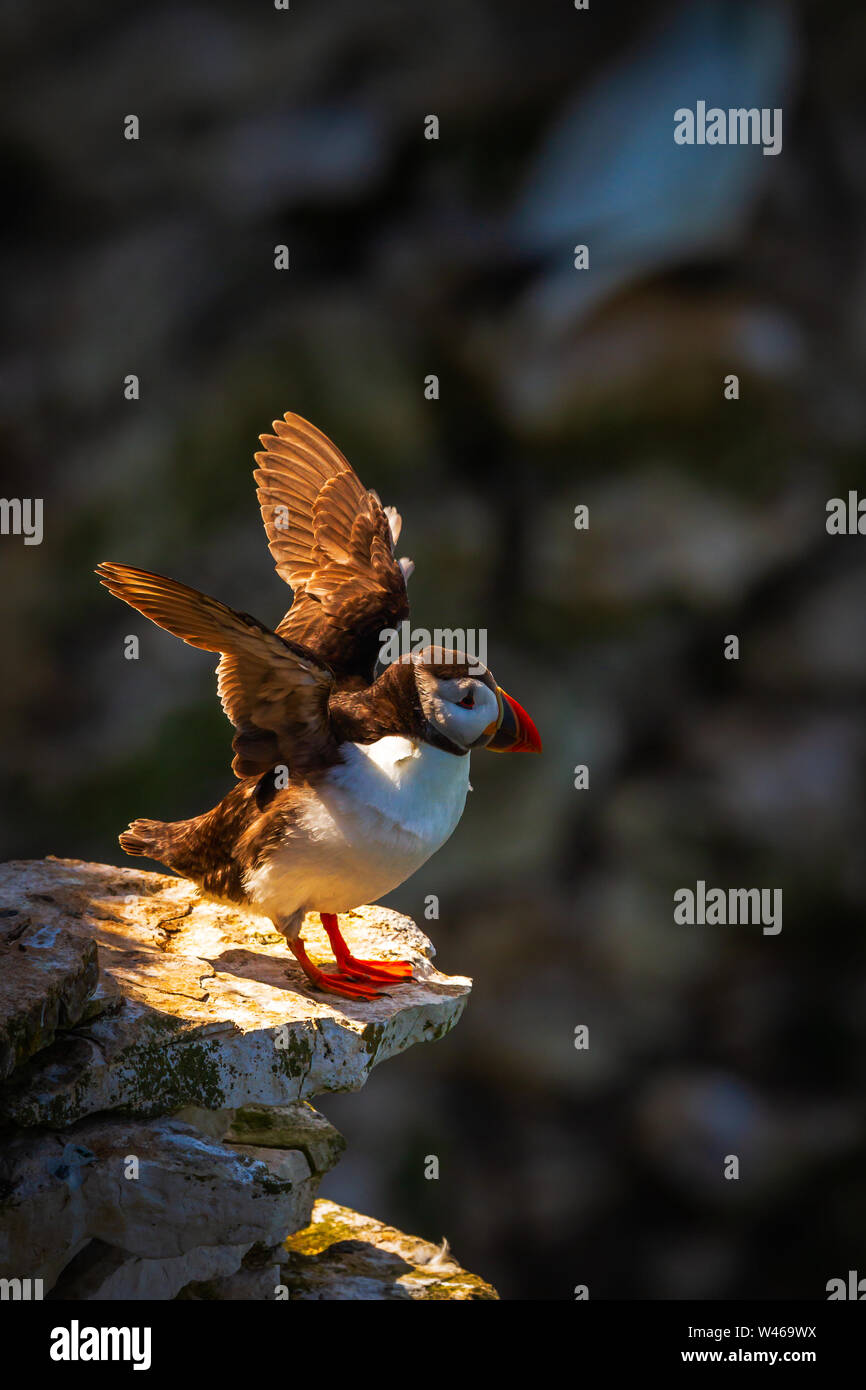 Puffins on Bempton Cliffs Stock Photo - Alamy