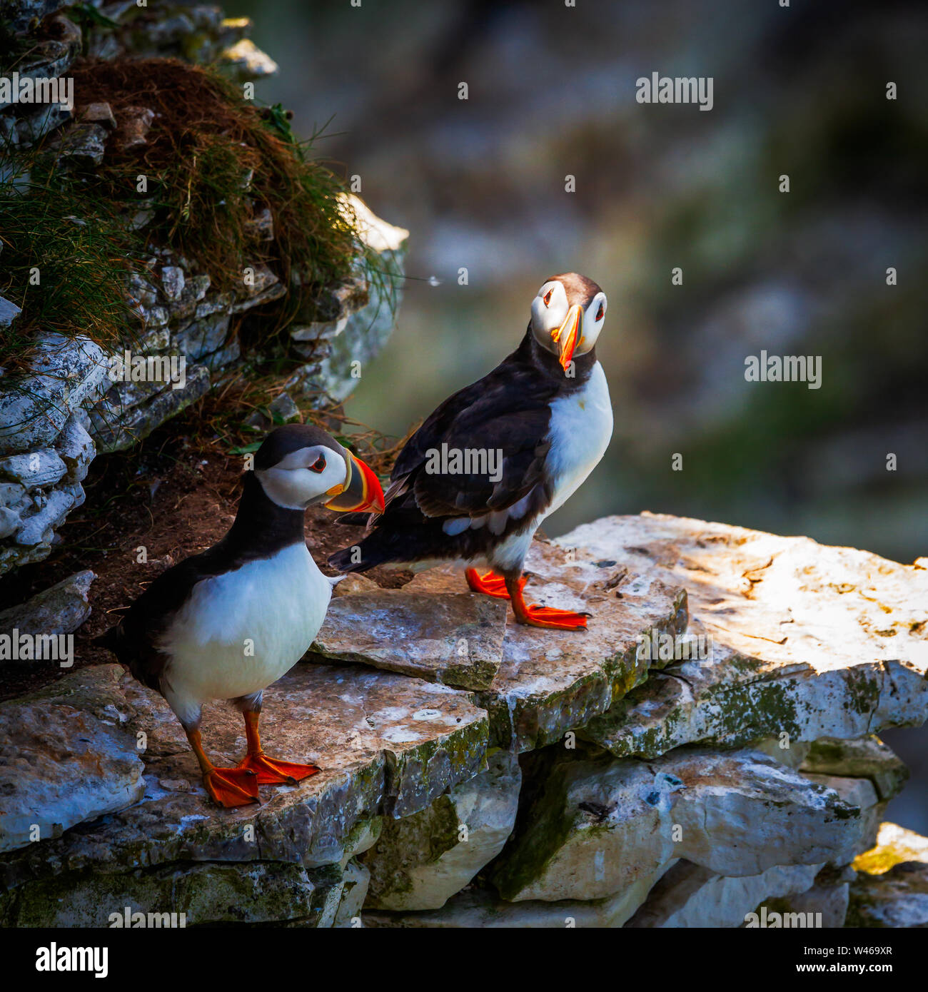 Puffins on Bempton Cliffs Stock Photo - Alamy
