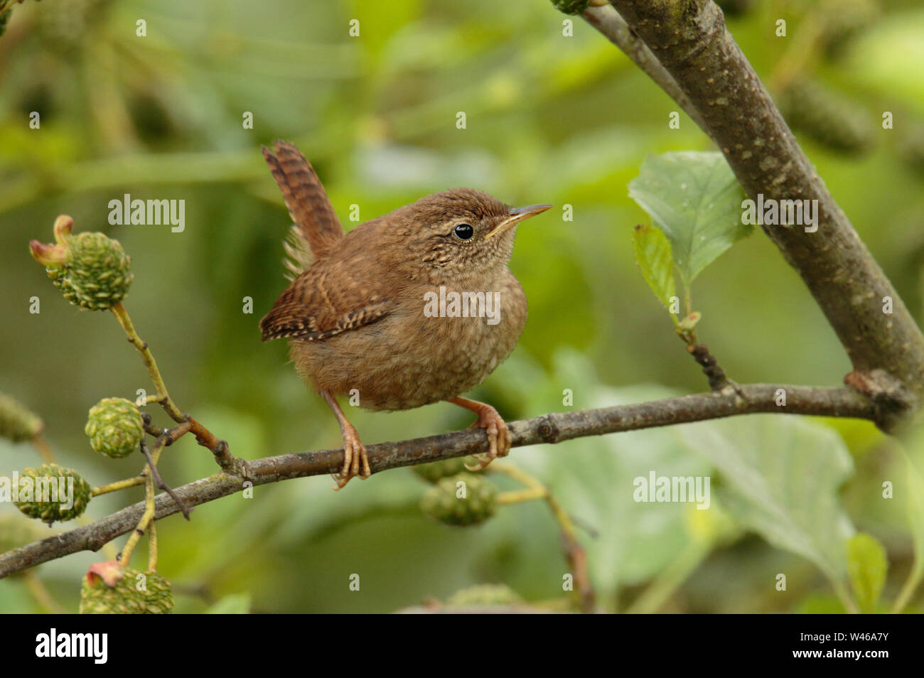 Wren bird ireland hi-res stock photography and images - Alamy
