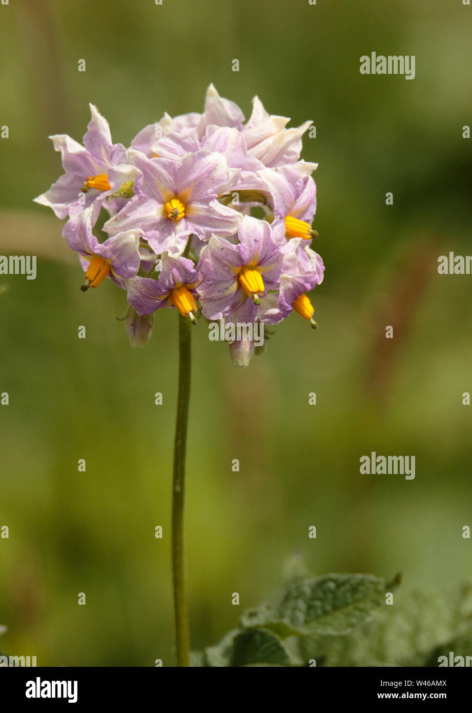 About to plant potato seed tubers hi-res stock photography and images ...
