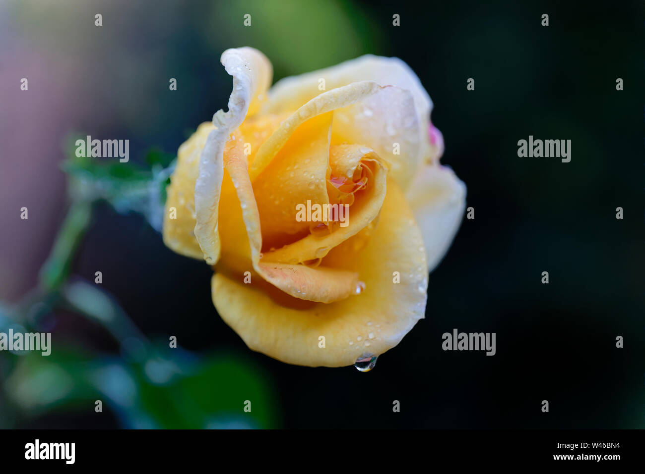 Damp roses hi-res stock photography and images - Alamy