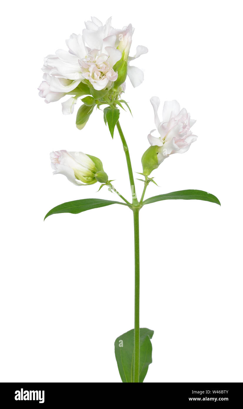 Saponaria officinalis hi-res stock photography and images - Alamy