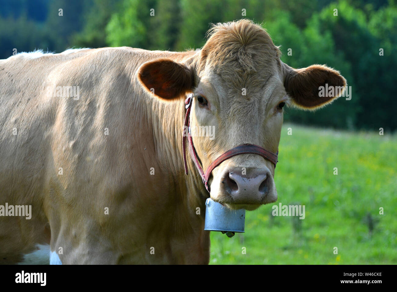 Portrait of a brown cow with a cowbell in a green flowery meadow ...