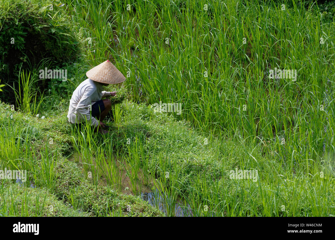 Man in traditional conical hat clearing the rice terraces of weed ...