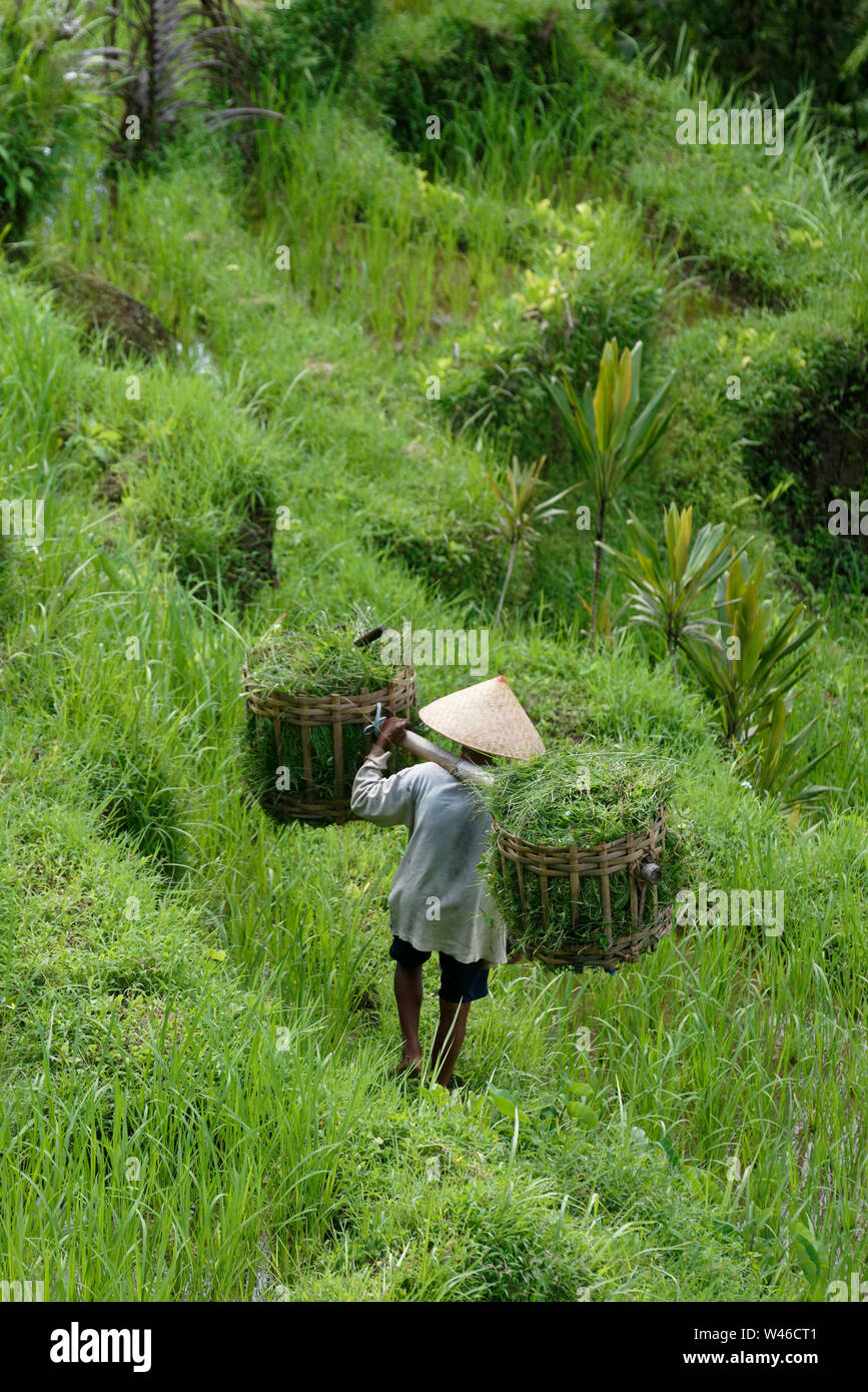 Man in traditional conical hat clearing the rice terraces of weed ...