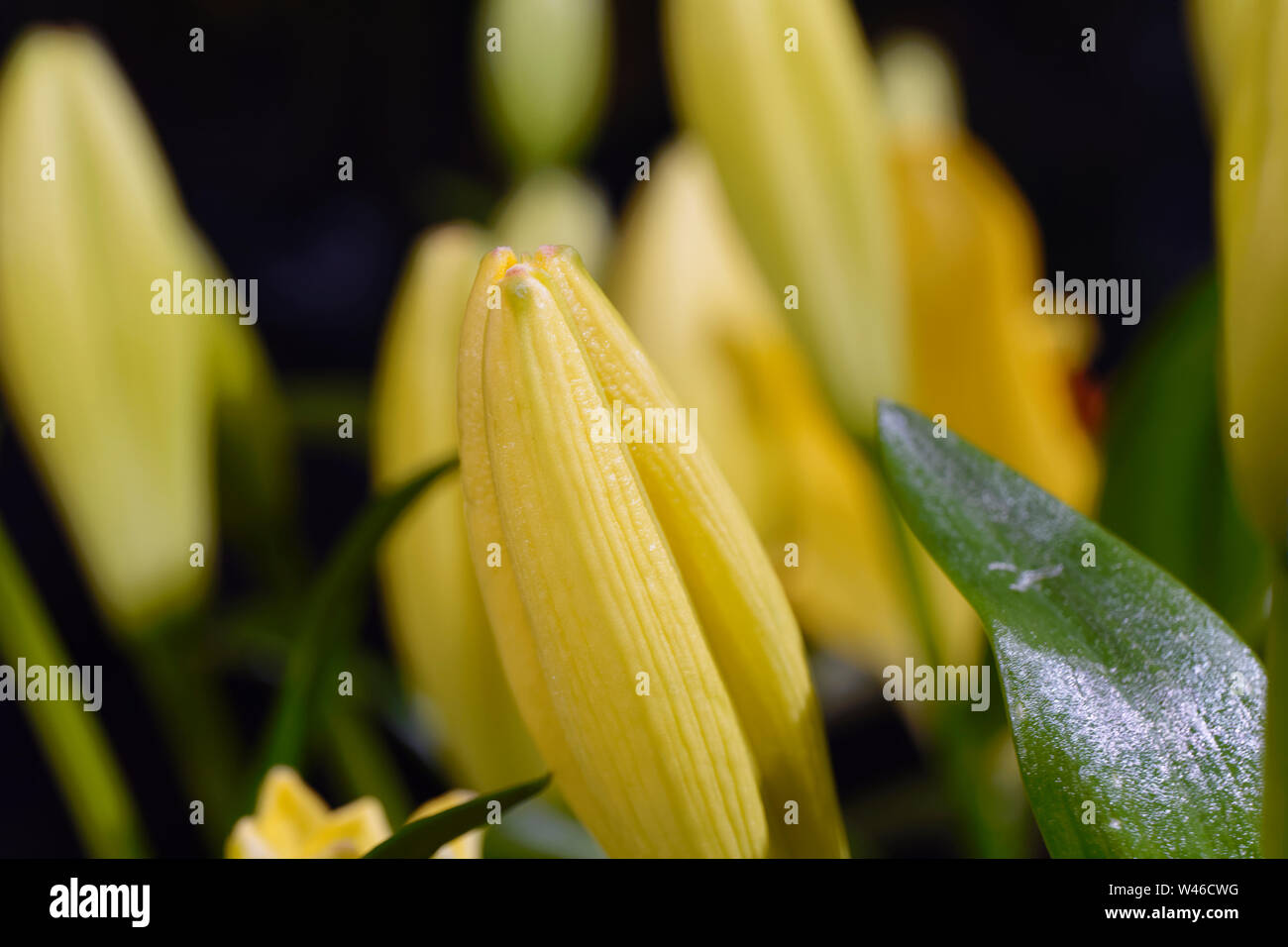 Gold lillies hi-res stock photography and images - Alamy