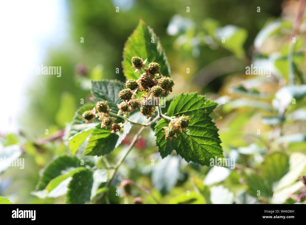 Blackberry on the vine hi-res stock photography and images - Alamy